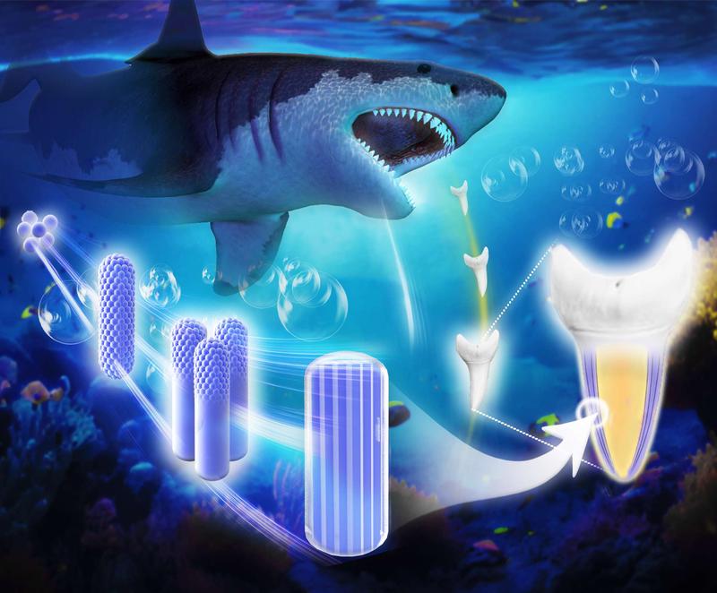 Shark tooth Project | Bioprocess Inspired Fabrication